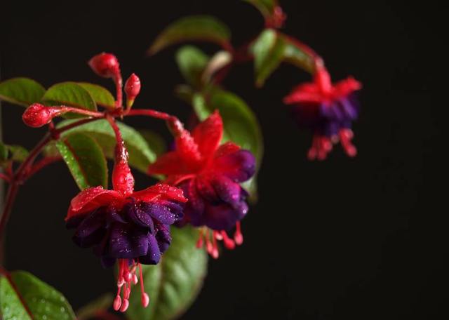 Fuchsia sau Cercelus - Plante