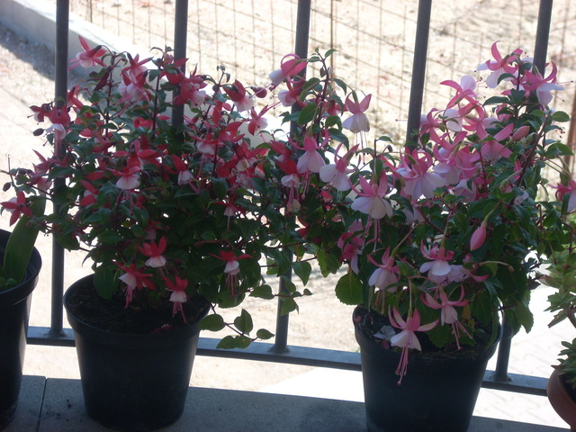 Fuchsia sau Cercelus - Plante