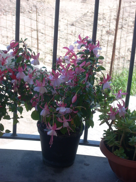 Fuchsia sau Cercelus - Plante