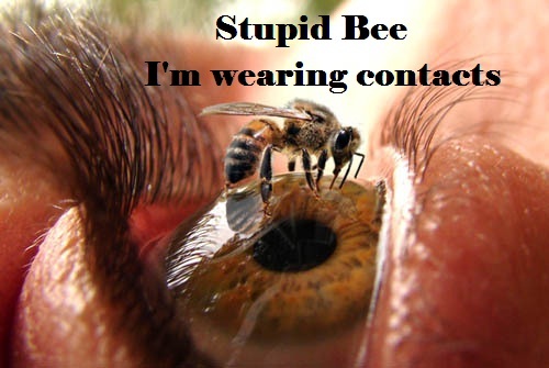 How To Troll Bees (FIXED) : r/funny